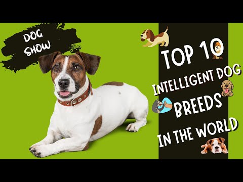 The Most Intelligent Dog Breeds in the World - Everything you need to know | Dog show