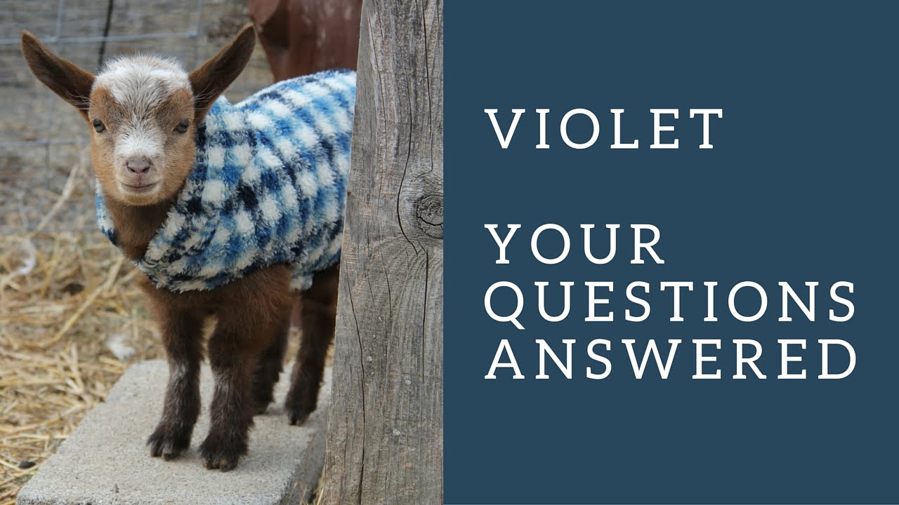 Violet: Your Questions Answered