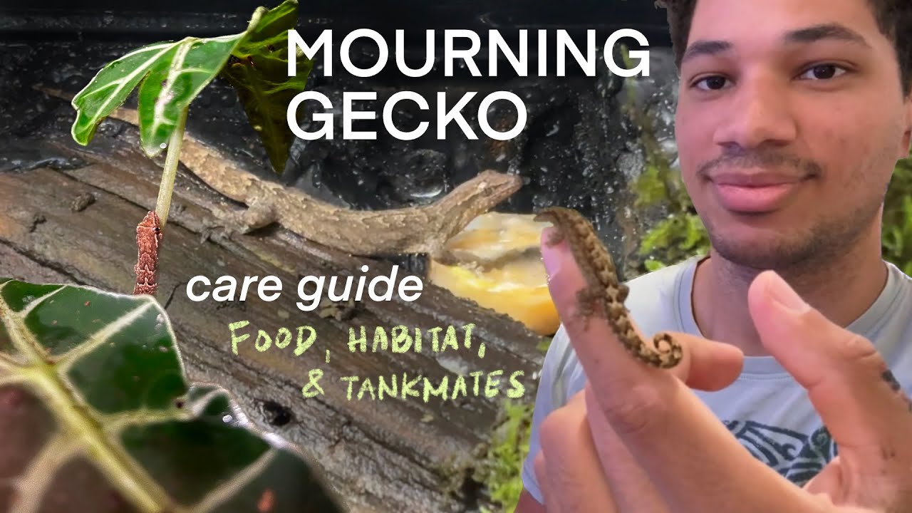 MOURNING GECKOS Care Guide: EVERYTHING YOU NEED TO KNOW 🦎