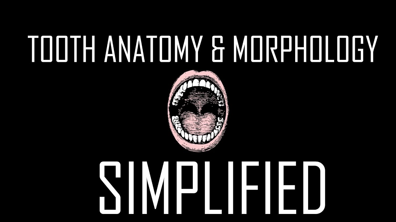 1- Tooth Anatomy and Morphology