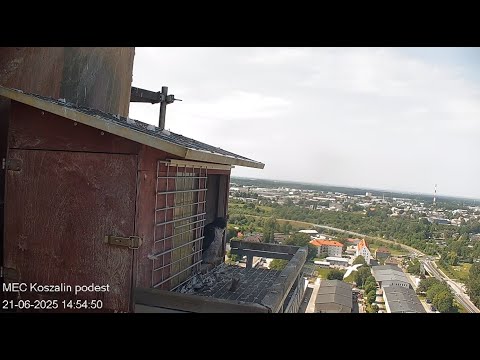Koszalin 21 06 2025 2 ~ Ptyś poleciał za 😉