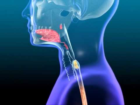 Animation showing Swallowing and Digestion of Food