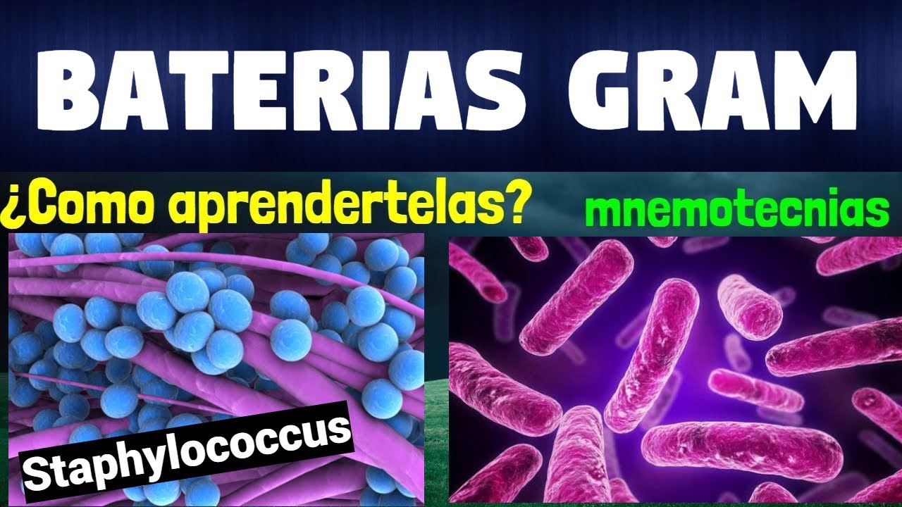 MNEMOTECHNICS GRAM POSITIVE BACTERIA AND GRAM NEGATIVE BACTERIA