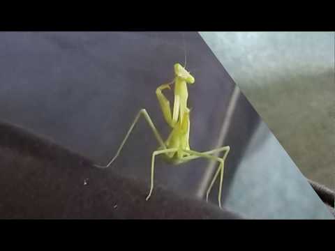 Nature, a Cute Praying Mantis🦋🐛🦗🐞🐝🐜🍃🌾Insect World