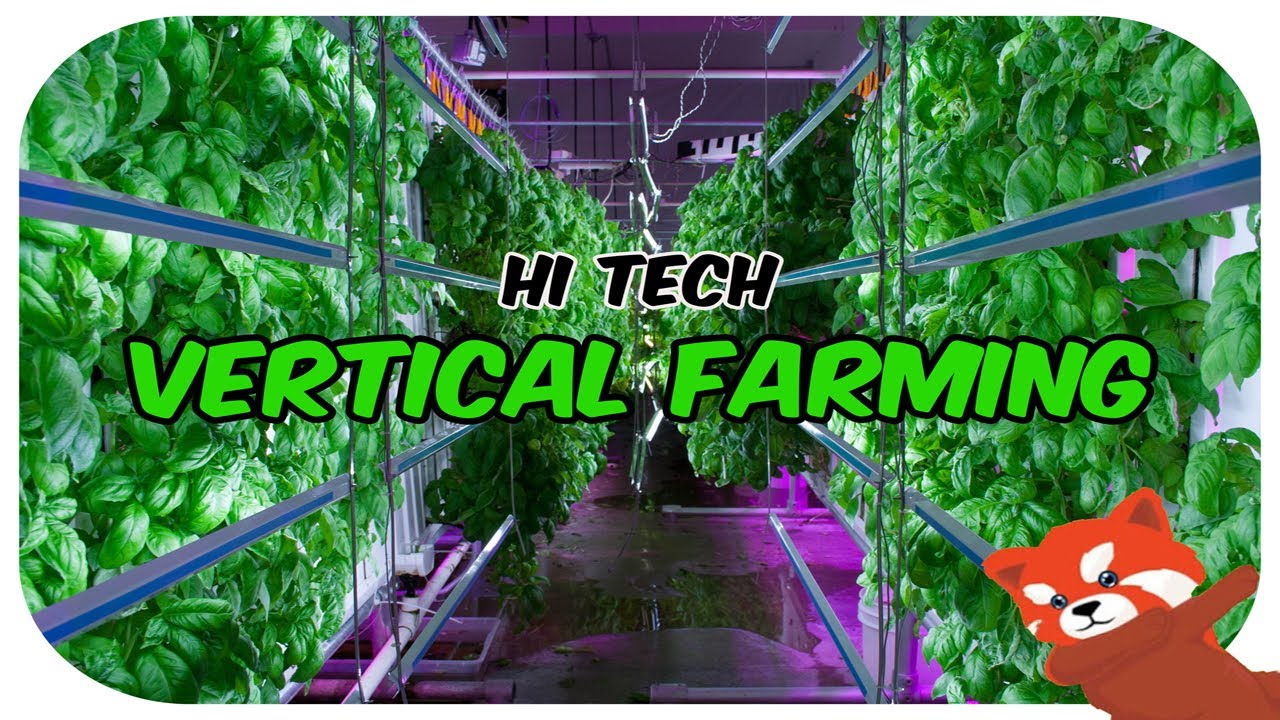 How hi tech vertical farming uses no soil and 95% less water