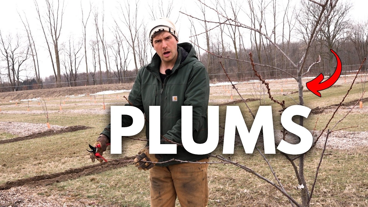 How to Prune Plums For HUGE Yields and HEALTHY Trees `