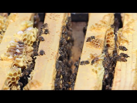 Beginner Beekeeping: Dave's Hive Inspection