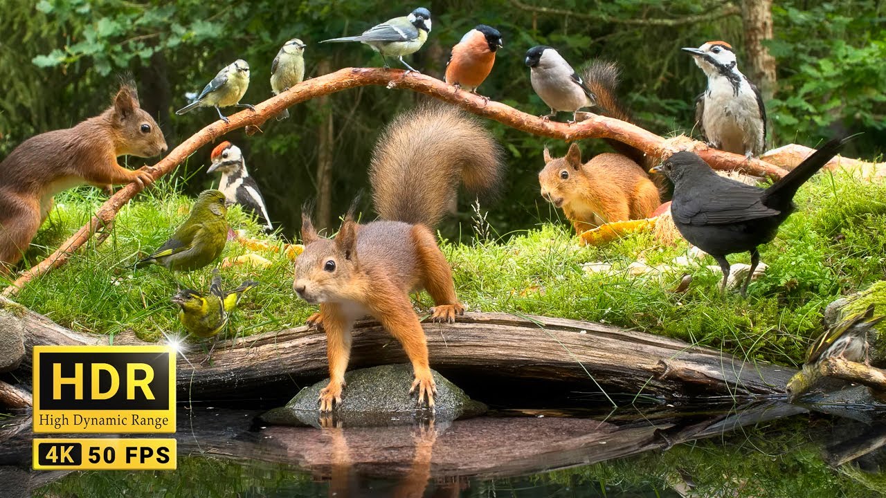 Squirrel and Bird Watching: 10 hours Nature Fun for Cats & Dogs & Humans Alike  (4K HDR)