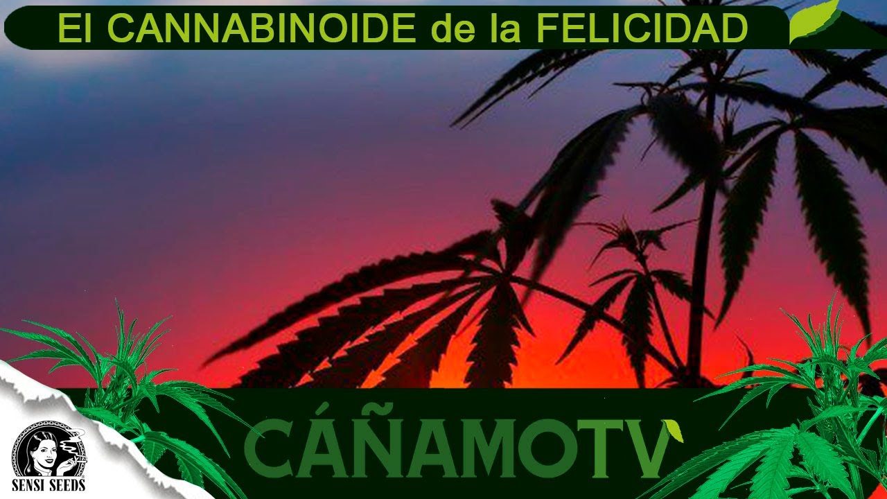 ANANDAMIDA, el CANNABINOIDE de la FELICIDAD