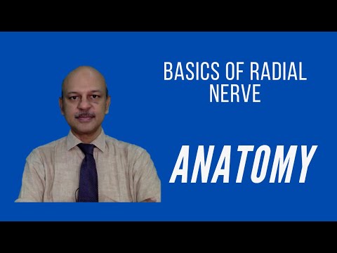 Basics of Radial Nerve: Anatomy and its surgical significance
