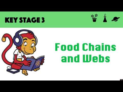 Food chains and webs