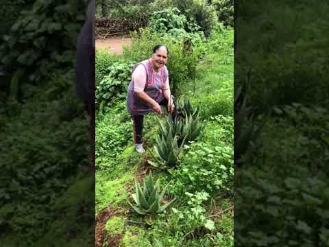 Remedios Caseros De Mi Rancho A Tu Cocina