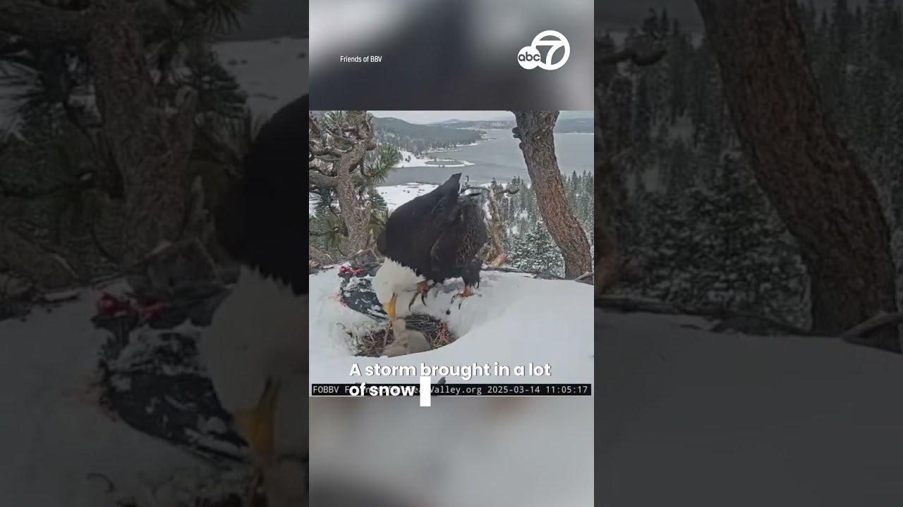 Big Bear eagles live cam shows only 2 of Jackie and Shadow's 3 eaglets in snow-covered nest