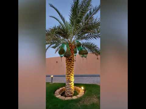 KINGDOM OF SAUDI ARABIA NATIONAL TREE/ FRUIT ||DATES