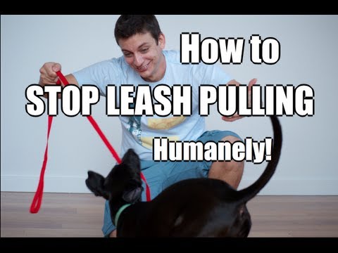 How to Train Your Dog to NOT PULL on the Leash!