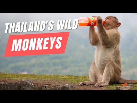 Exploring Thailand's Monkey Kingdoms: Ancient Ruins, Playful Macaques, and Paradise Islands!