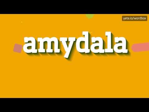 AMYDALA - HOW TO SAY AMYDALA? #amydala