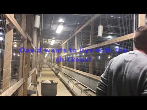 Take 2! Meyer Hatchery Chicken Outtakes