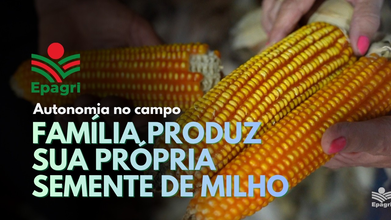 Autonomy in the field: they produce their own corn seed.