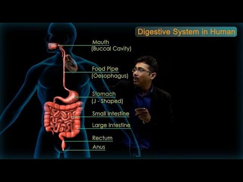 Digestive System in Human : CBSE Class 10 Science (Biology) Video Lecture