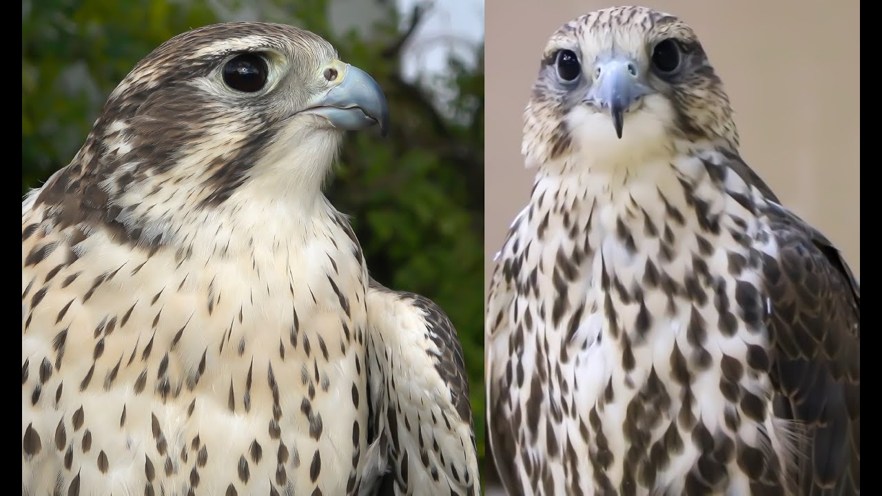 Prairie falcons vs Saker falcons