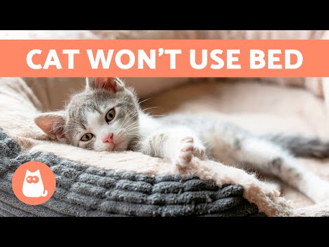 How to Make My CAT SLEEP in Their Own BED π±ποΈ (7 Tips)