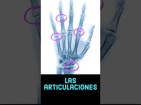 The Skeletal System in Spanish! (164)