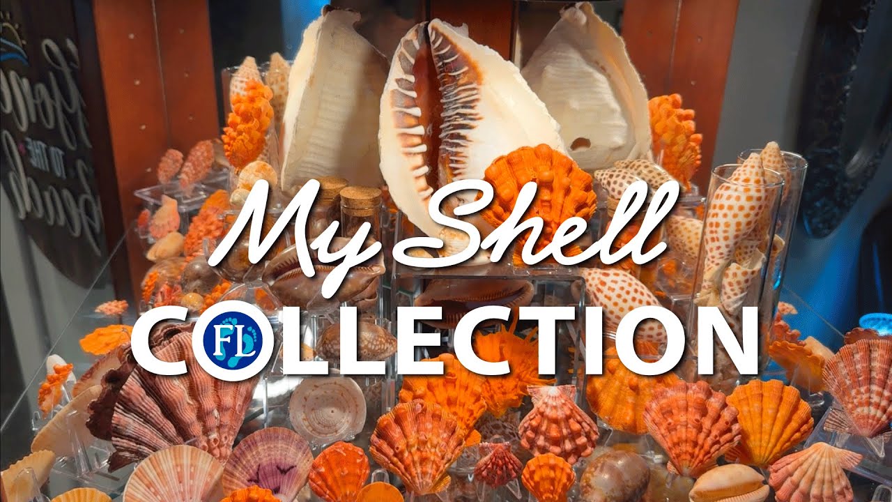 My Shell Collection 🐚 6 Years Collecting ❤️