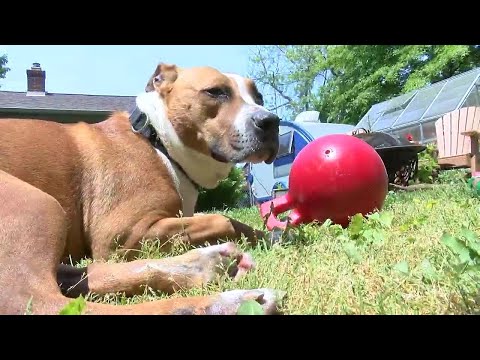 Dog who spent 2,000 days in shelter finally adopted (Interview with Hershel's owners)
