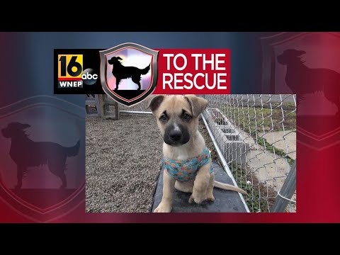 16 To The Rescue: Almirola