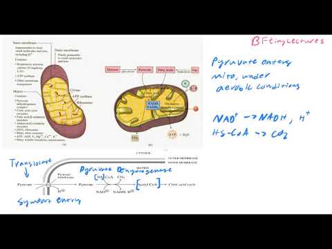 Biochemistry Lecture 23 The Citric Acid Cycle