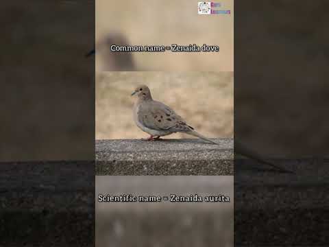 Scientific name of Zenaida dove
