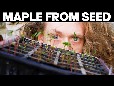How To Grow Japanese Maple From Seed🌱🍁 Stratification and Germination