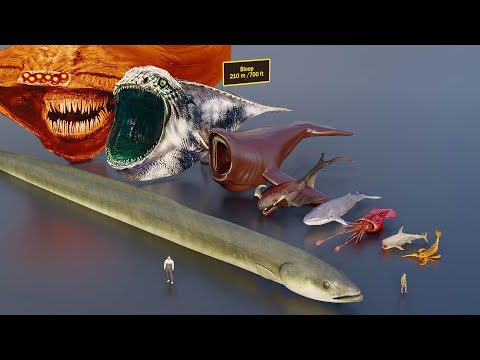 Largest sea creatures size comparison (3D animation) #animation