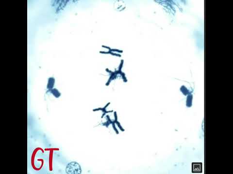 SPINDLE FIBRE FORMATION AND DIVISION OF CHROMOSOME