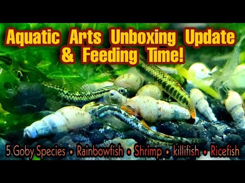 Rare Gobies Galore! Aquatic Arts Unboxing Update ( Color-up! ) + 15% OFF DISCOUNT CODE FOR YOU 2021