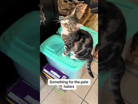 Switched to Wet Food for My 6 Furry Friends! #feedingtime #cat #petslover