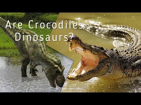 Are Crocodiles Dinosaurs?