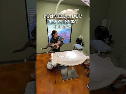 How We Prep Dogs for Surgery