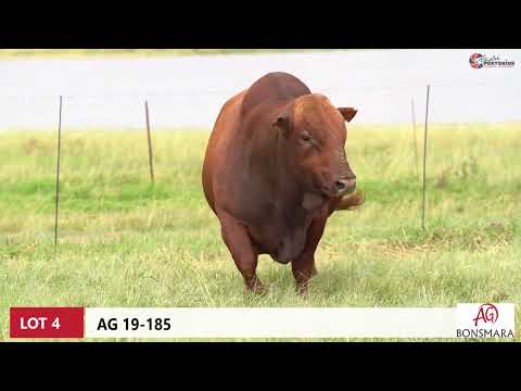 LOT 4 AG 19 185