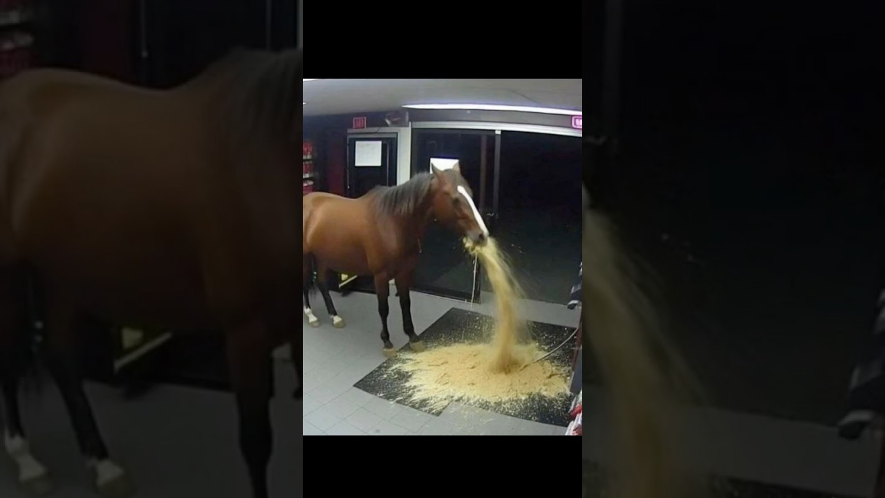Ever Seen a Horse Puke ?