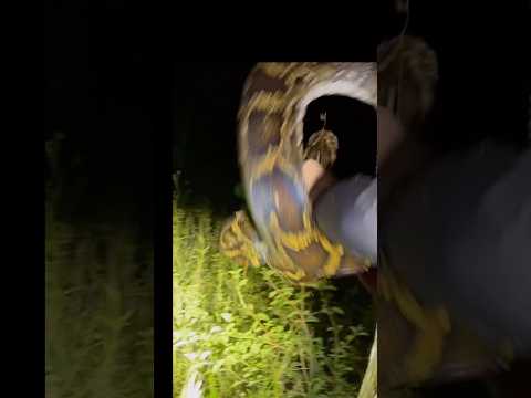 Wrestling a giant Python! #giant #snake #pythons #everglades #floridaman