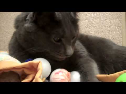 Meet Paulette a Domestic Shorthair currently available for adoption at Petango.com! 2/14/2013 5:41:4