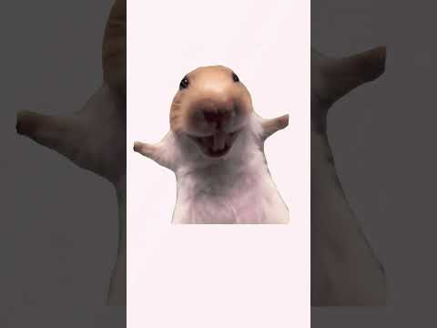 Laughing hamster