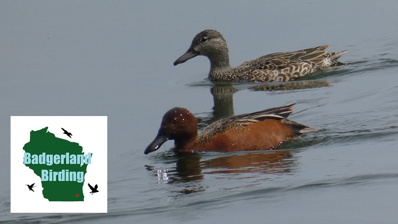 Finding a Cinnamon Teal (BEST LOOKS YET)