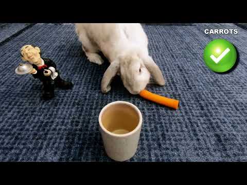 Can rabbits eat carrots