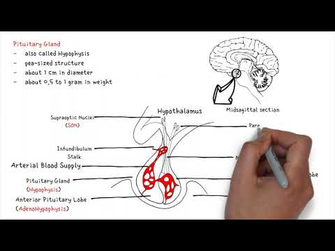Anatomy and Physiology of the Pituitary Gland
