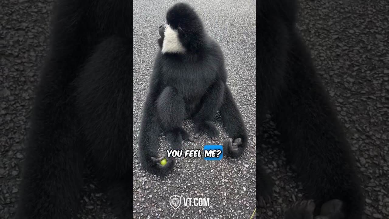 Black Monkey Reunites With His Old Friend 🐒