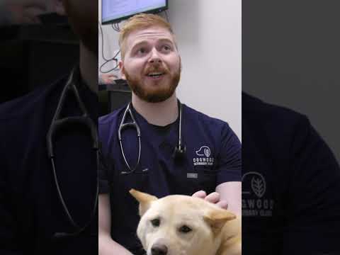 Your Pet’s Care Is Our #1 Priority
