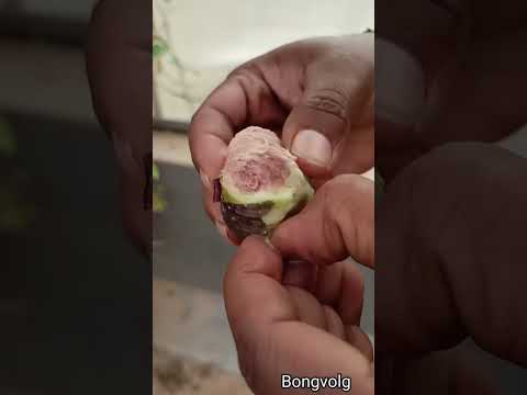 Common fig (Ficus carica) #1minutevideo ·#ficusplant #shorts #viralshorts #youtubeshortsindia